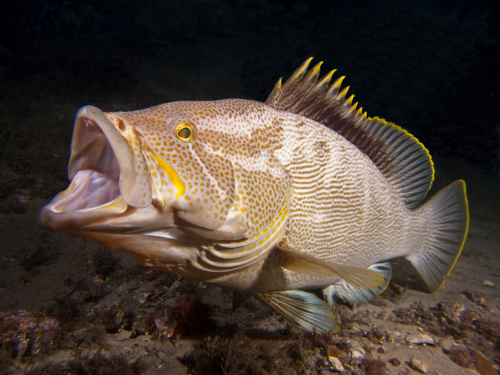 Maori Rockcod (Epinephelus undulatostriatus) - Marine Life Identification