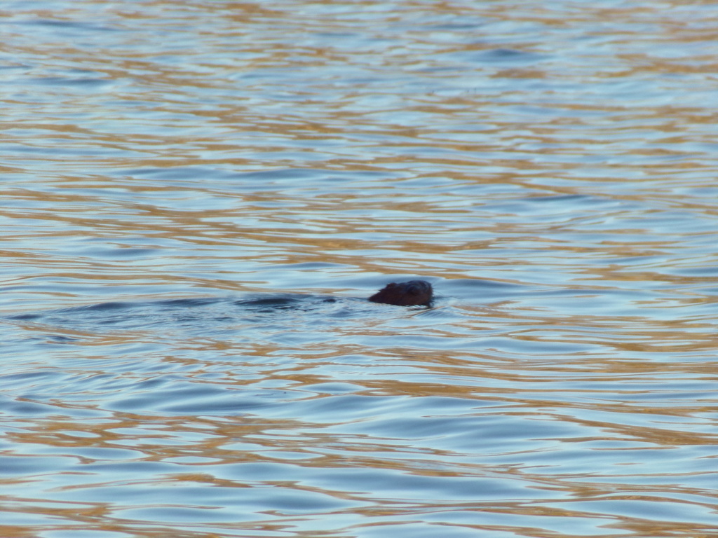North American River Otter in November 2021 by Christopher Hensel ...