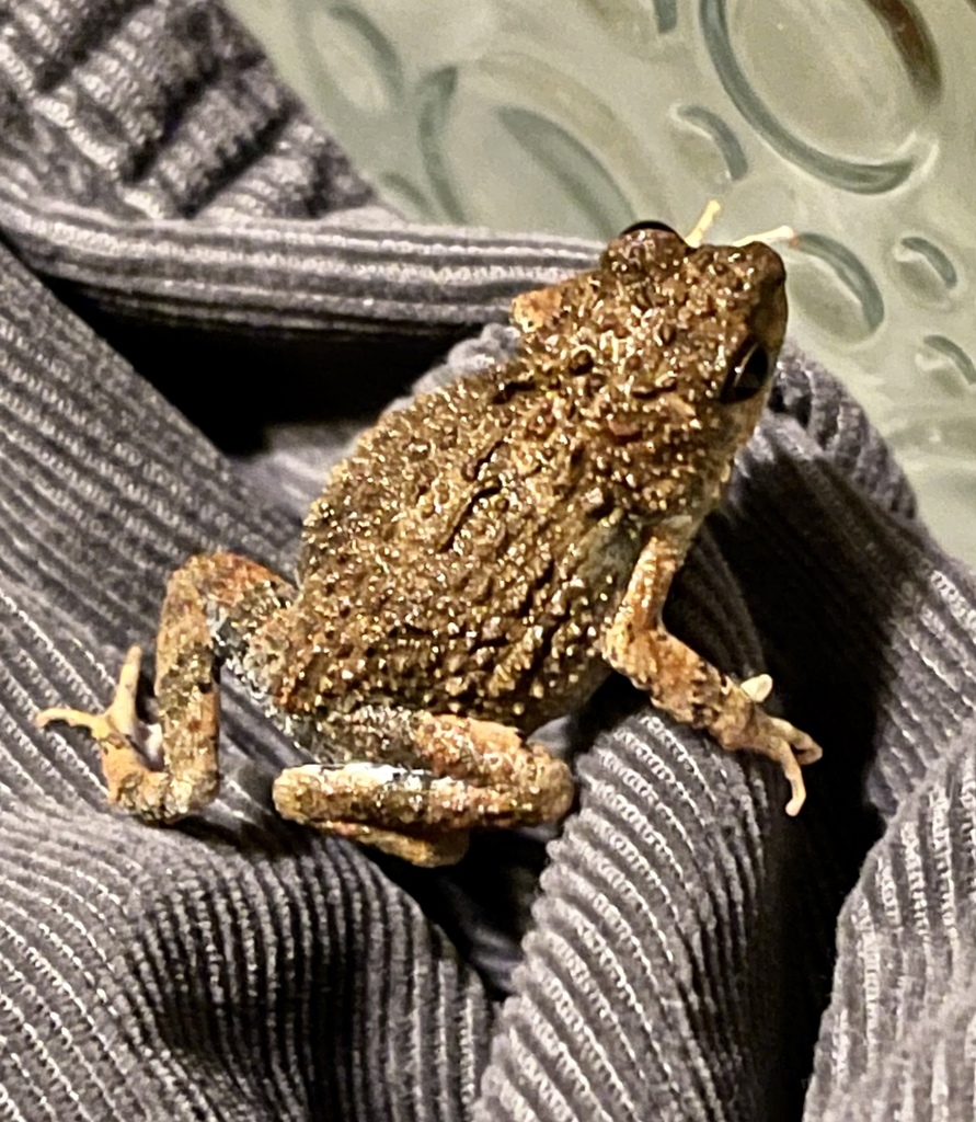 Túngara Frog from Veraguas, PA on November 23, 2021 at 08:24 PM by Joe ...