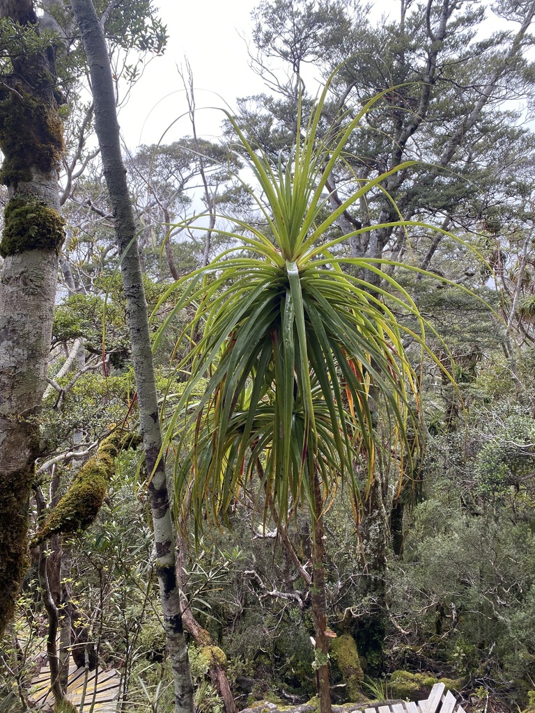 Dracophyllum elegantissimum from Buller, Mokihinui, West Coast, NZ on ...