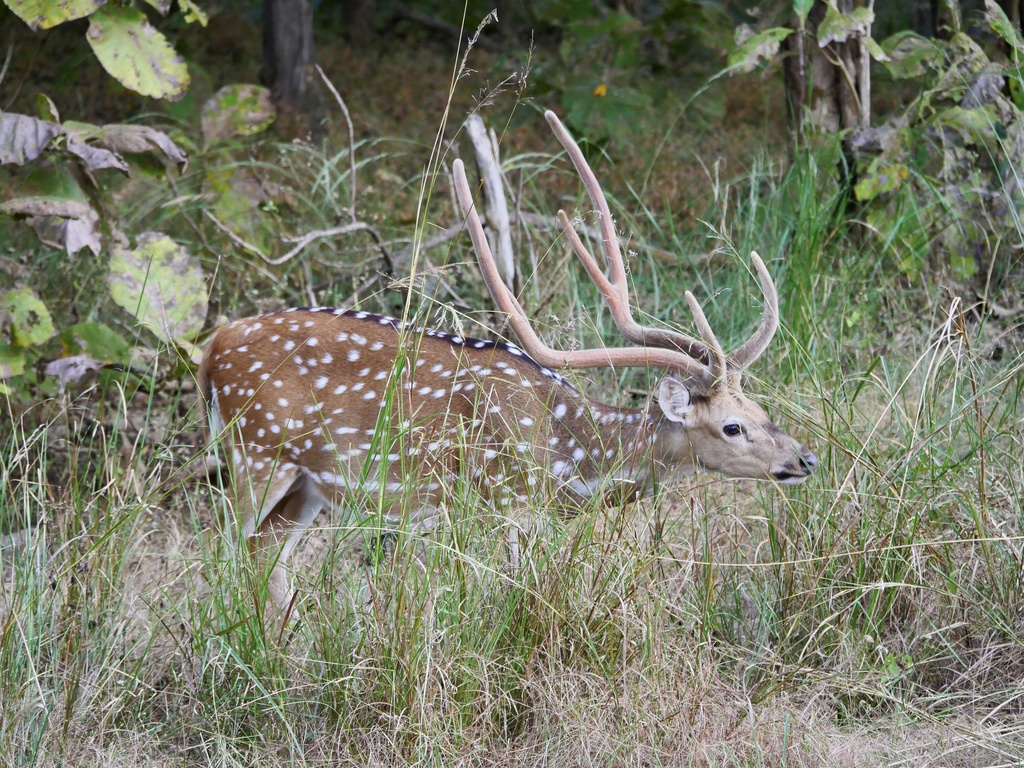 Chital from Tadoba National Park, Chandrapur, MH, IN on November 21 ...