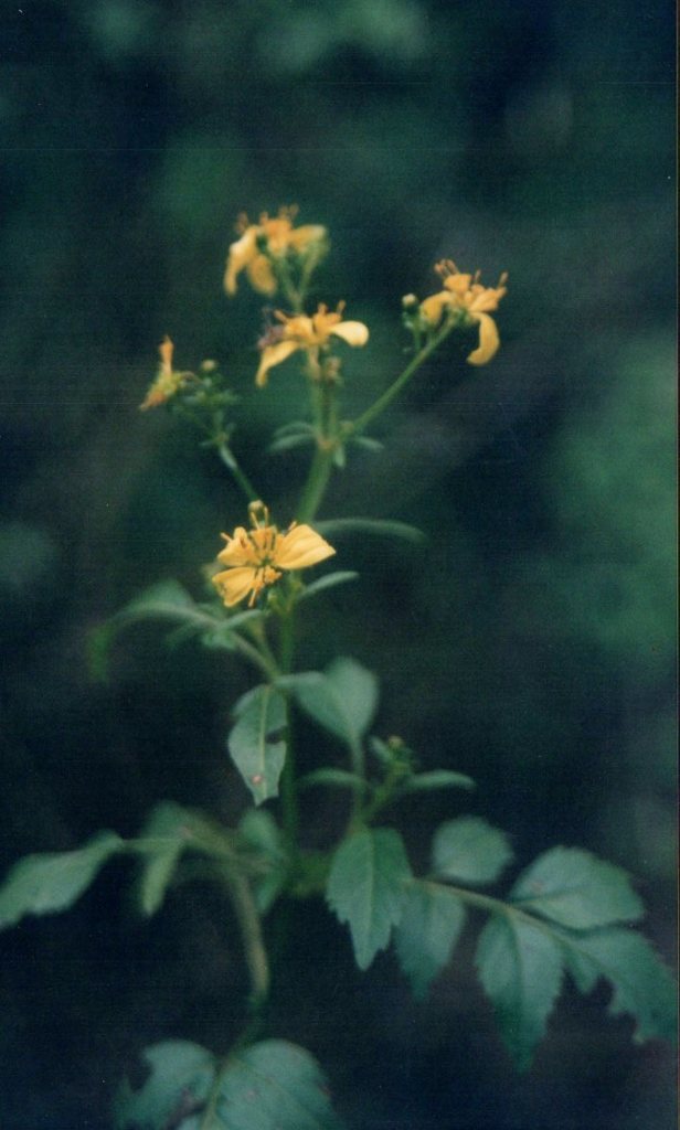 annual nehe in February 2006 by Jason Hernandez. The photo does not ...