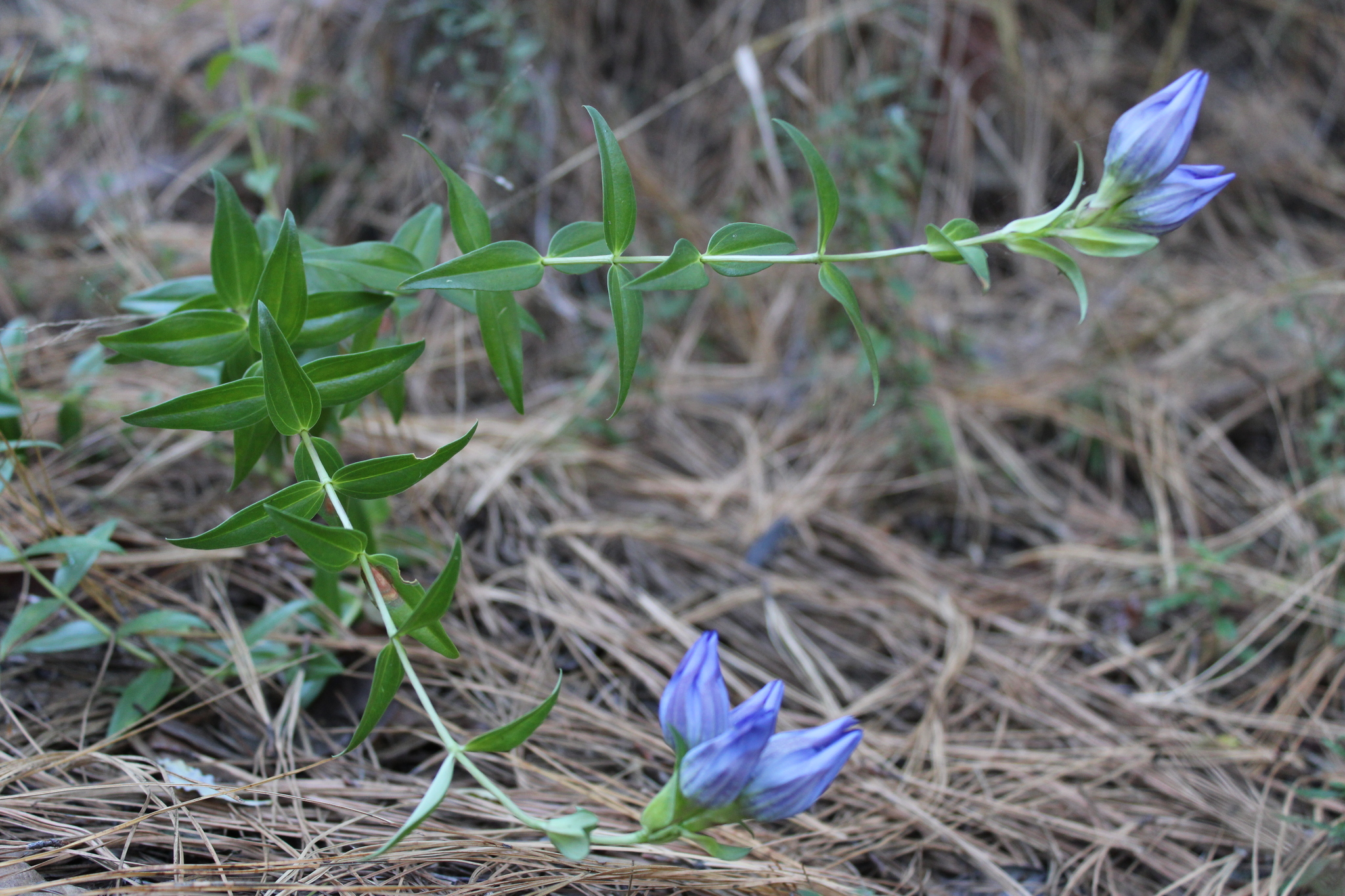 Gentiana spathacea Kunth