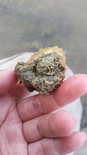 Encrusted Tube Worm (Hydroides hexagonus) · iNaturalist