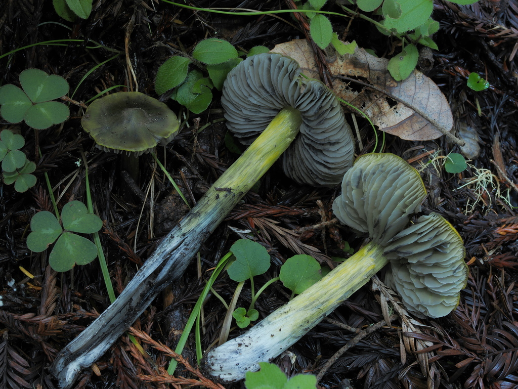 Western Witch's Hat from Mendocino County, CA, USA on November 22, 2021 ...