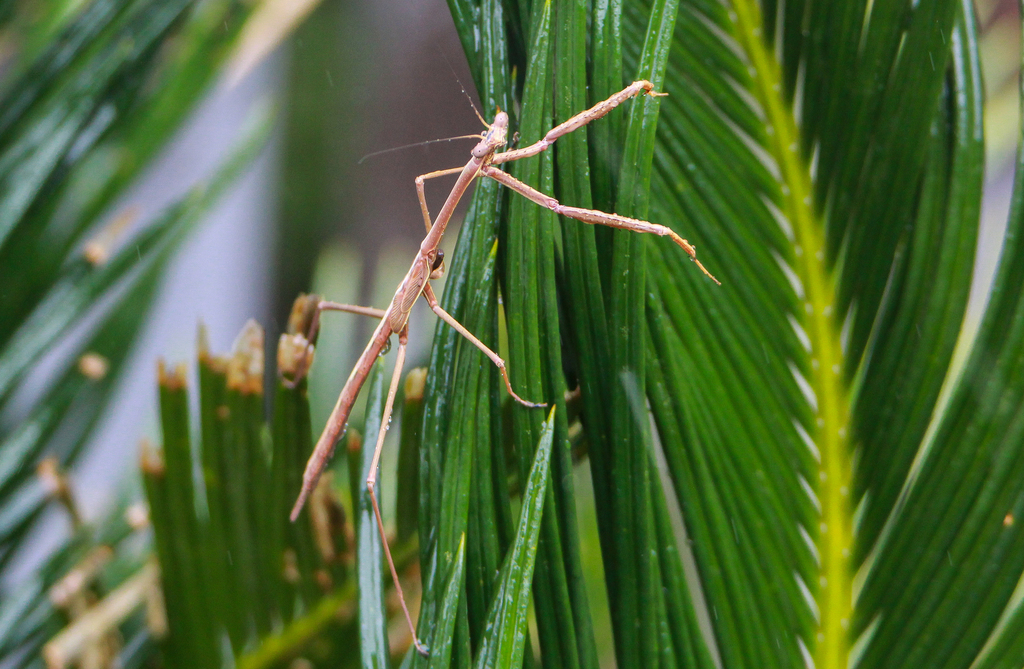 Australian Stick Mantis from Cedar Creek QLD 4207, Australia on ...