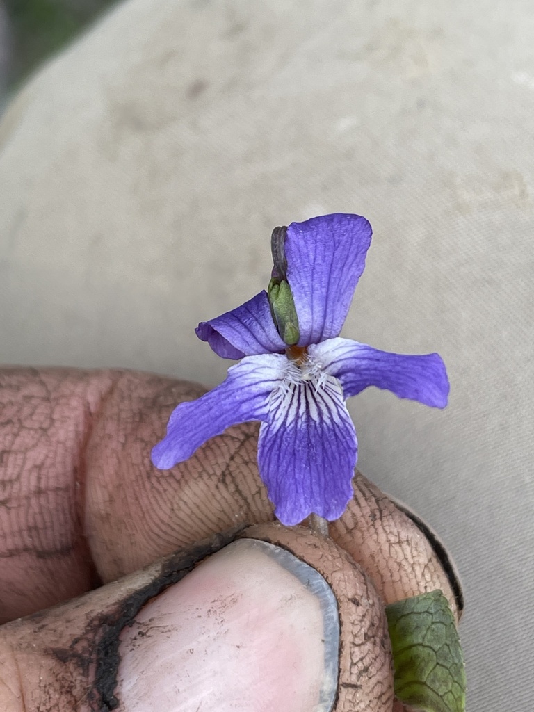 northern bog violet (Violets of the Santa Fe National Forest) · iNaturalist