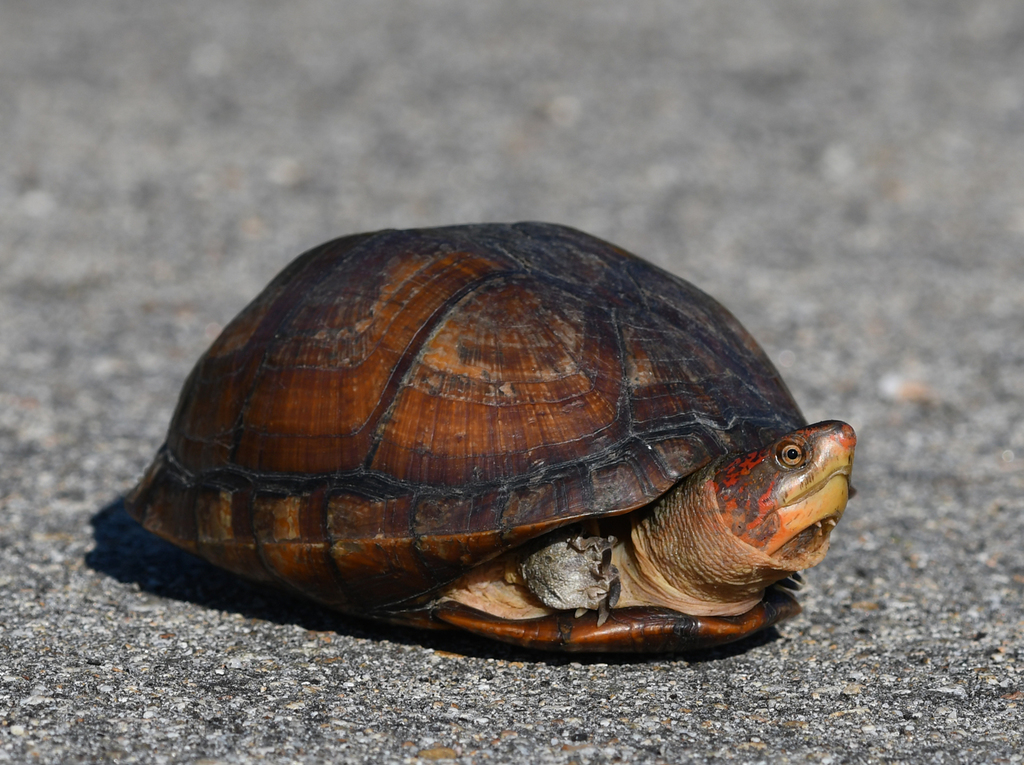 Red-cheeked Mud Turtle from Tonalá, Chis., Mexico on November 23, 2021 ...
