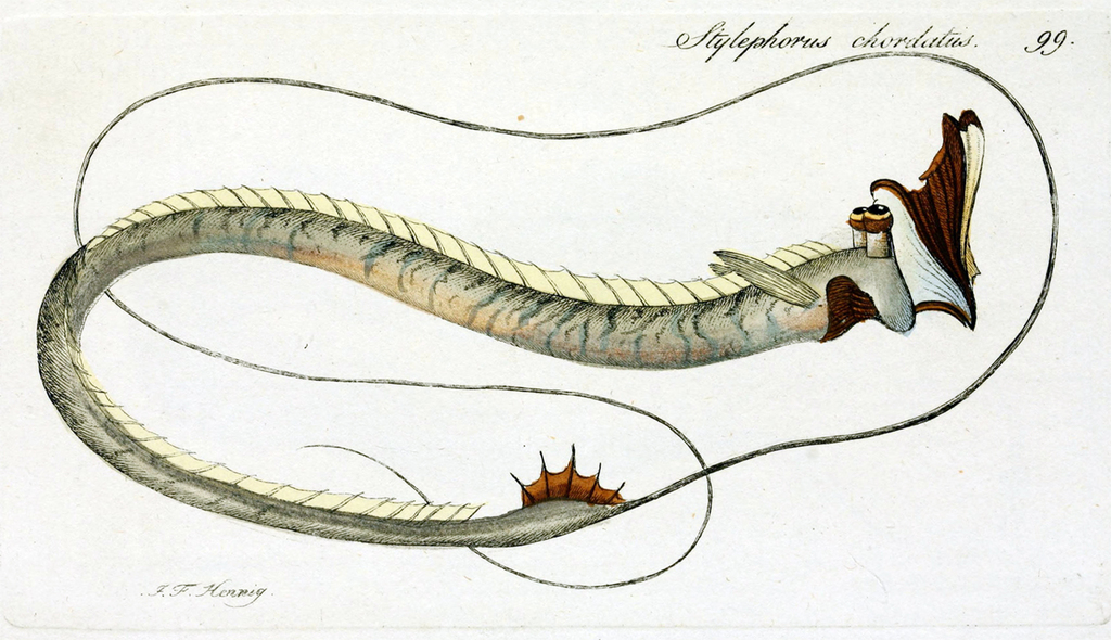 Tube-Eyes (Stylephoroidei) - Marine Life Identification