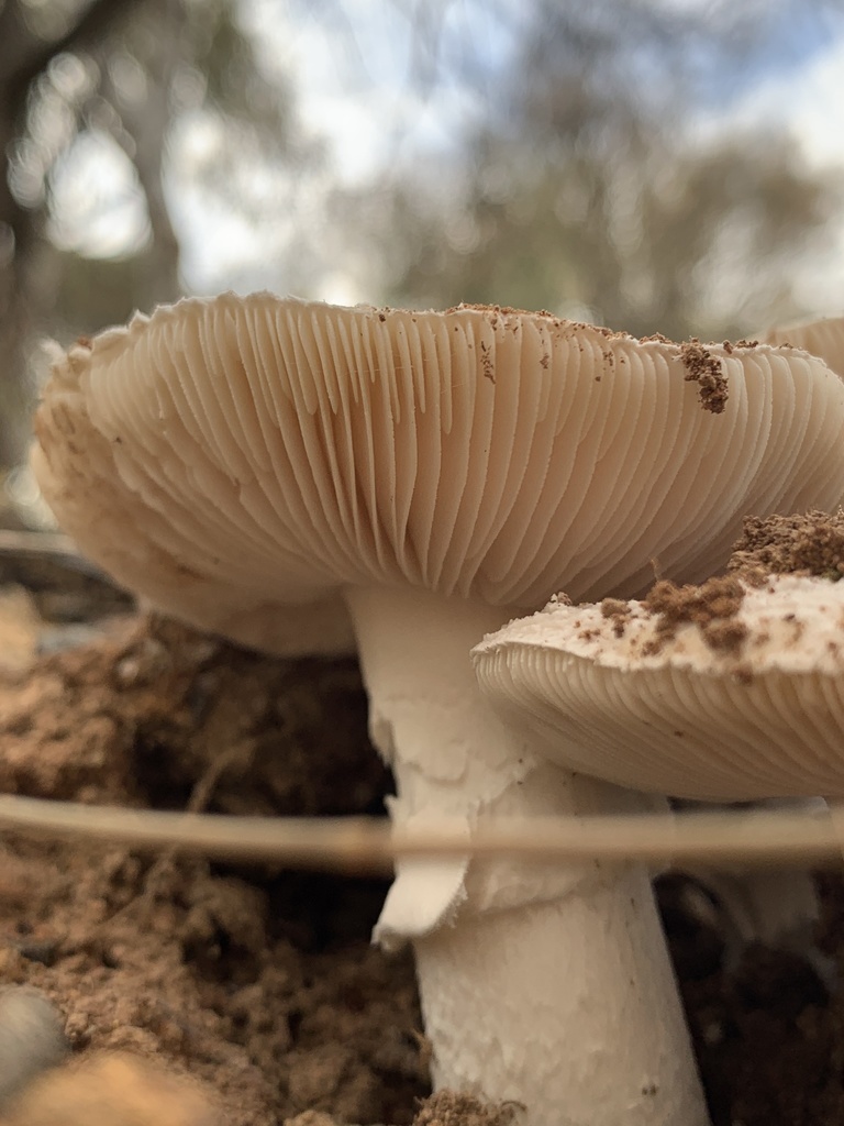 Australian Flour Lepidella from Mount Majura Nature Reserve, Majura ...