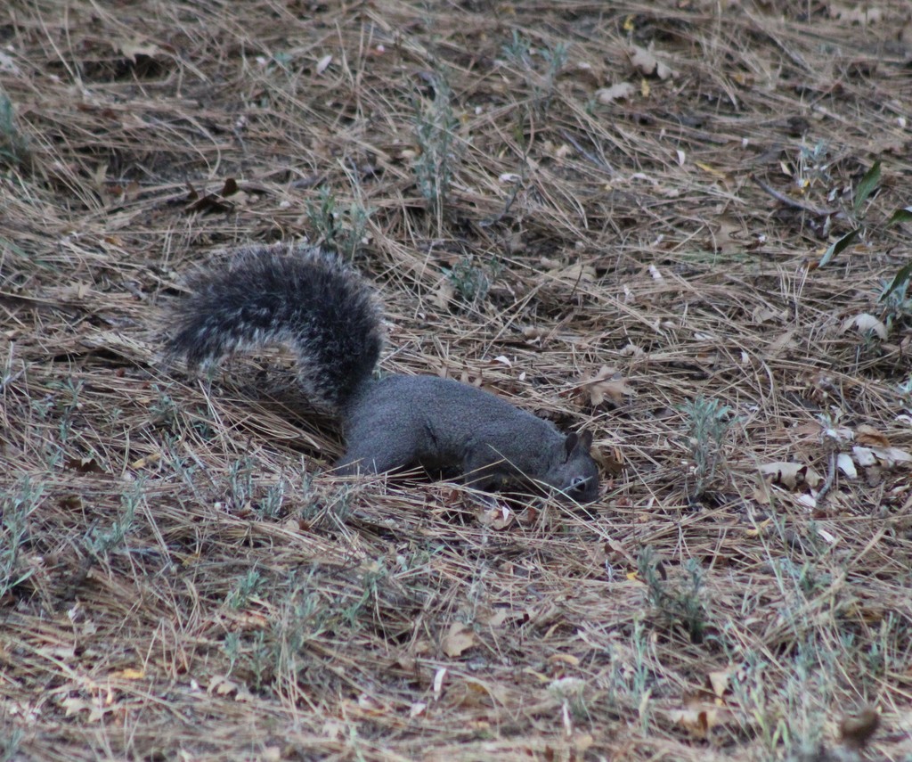 Western Gray Squirrel from Idyllwild-Pine Cove, CA, USA on November 22 ...
