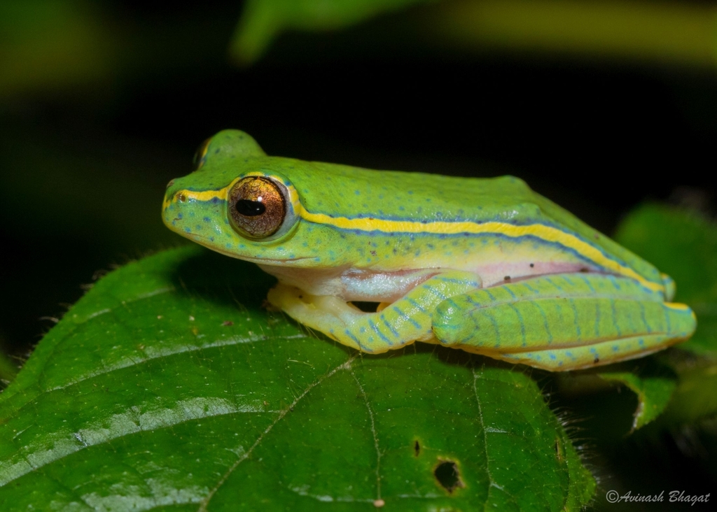 winged gliding frog (Amphibians of Kerala) · iNaturalist