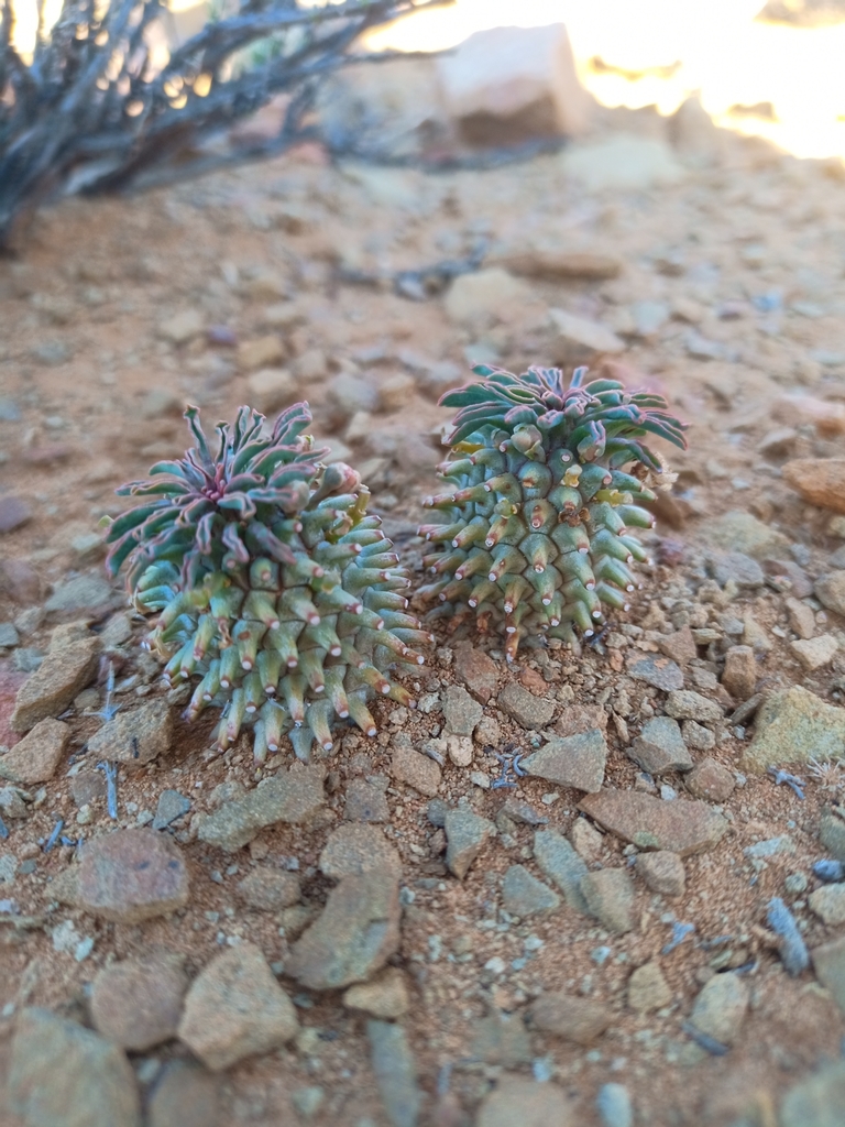 Euphorbia hypogaea from Ubuntu Local Municipality, South Africa on ...