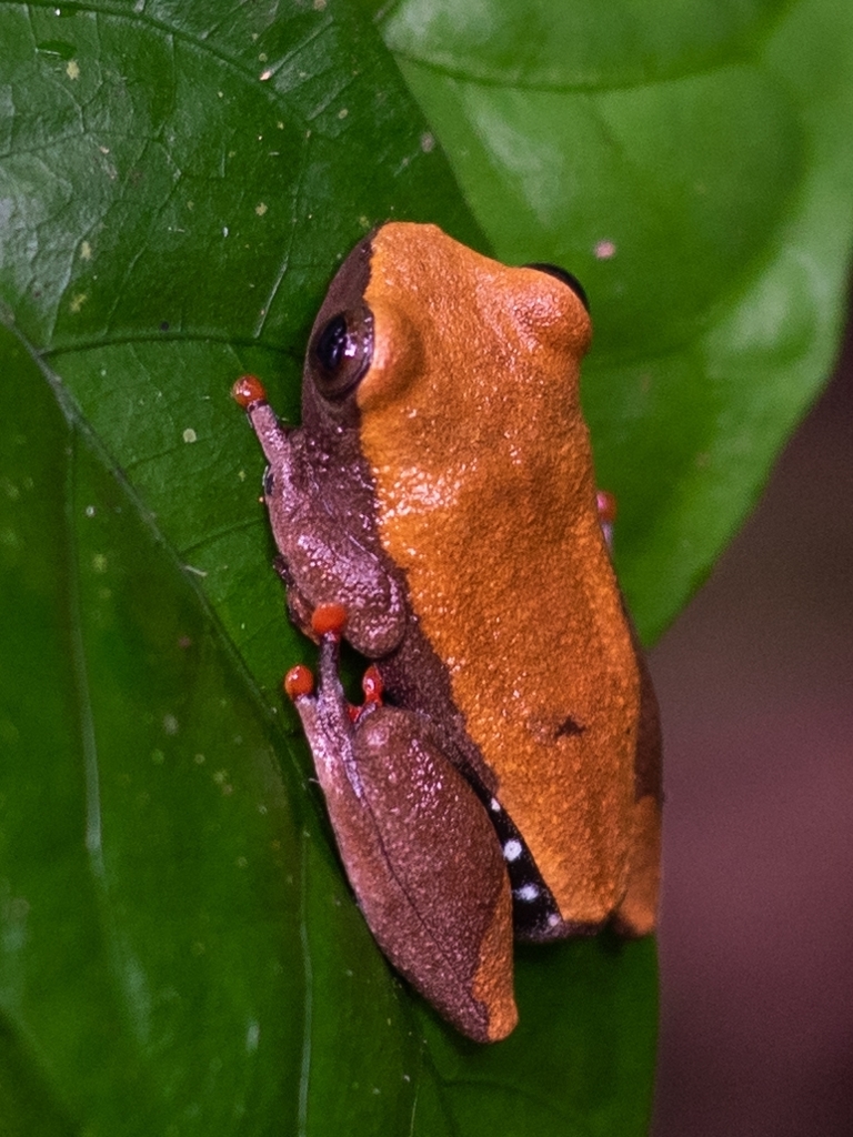 Bolifamba Reed Frog from Boje, Nigeria on November 19, 2021 at 10:45 AM ...