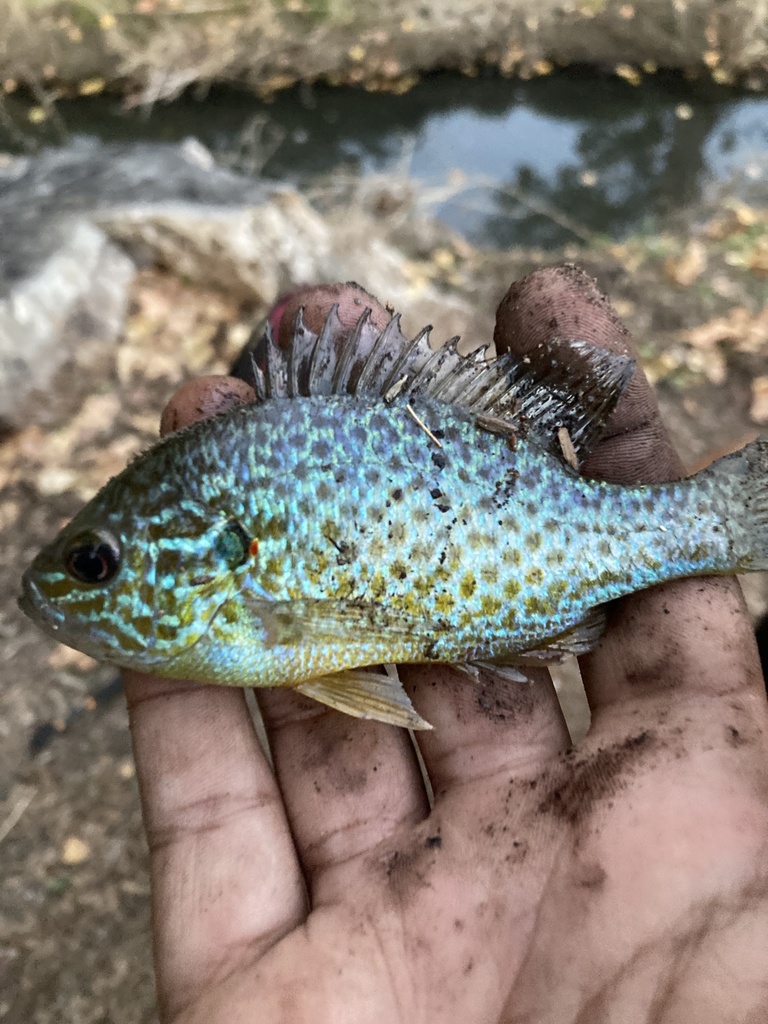 Pumpkinseed from Gomes, Fremont, CA, US on November 23, 2021 at 04:58 ...