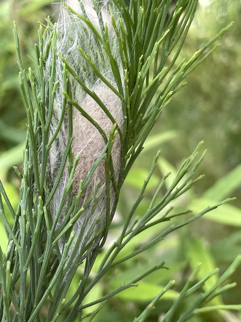 Painted apple moth from Frankston South, VIC, AU on November 24, 2021 ...