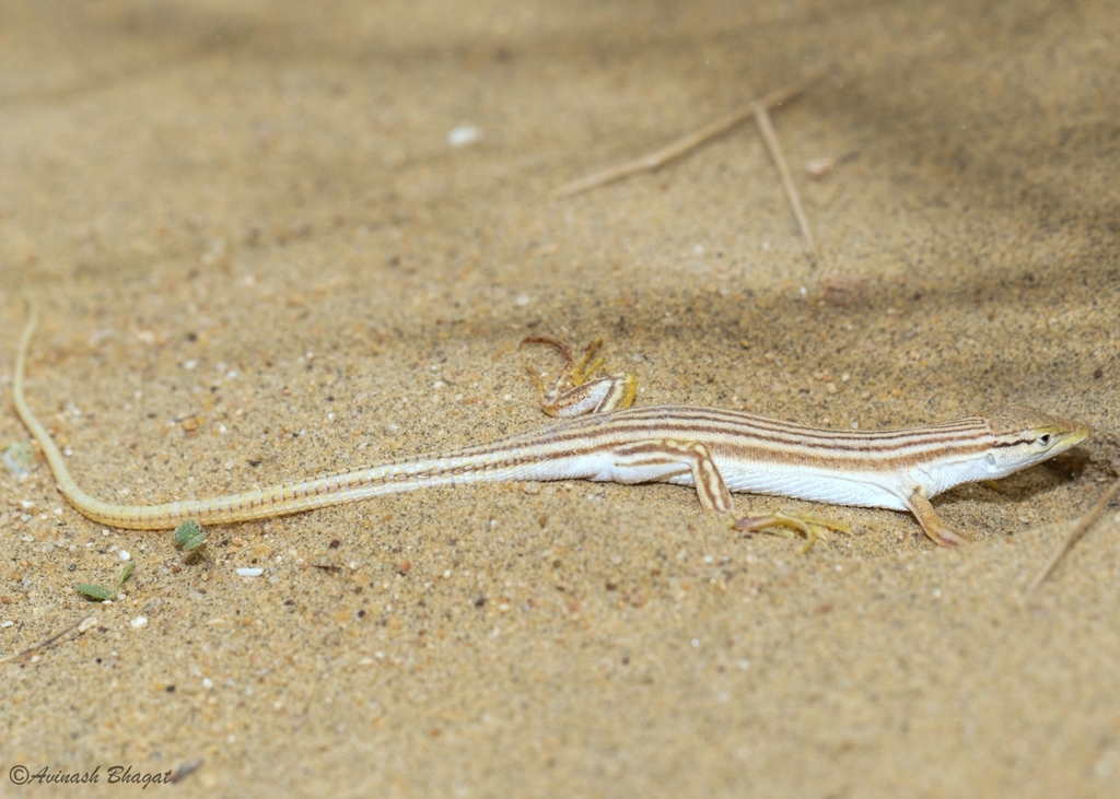 Eremias fasciata from Jaisalmer on August 11, 2019 at 02:06 PM by ...