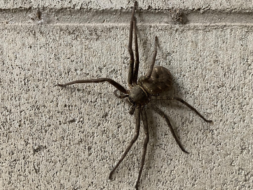 Pantropical Huntsman Spider from 熱田神宮, 名古屋市熱田区, 愛知県, JP on November 24 ...