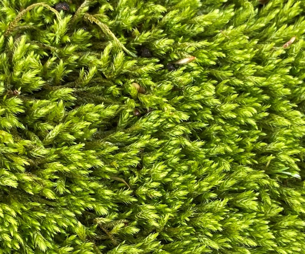 mosses from Mangum St., Florence, Lauderdale Co., AL on April 10, 2021 ...