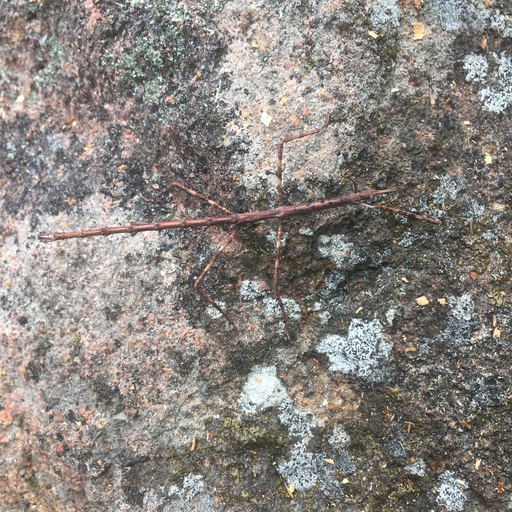 Margin-winged Stick Insect in November 2021 by jayn · iNaturalist