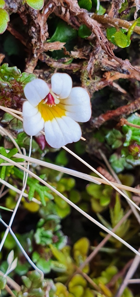 creeping eyebright from Tasman District, Tasman, New Zealand on ...