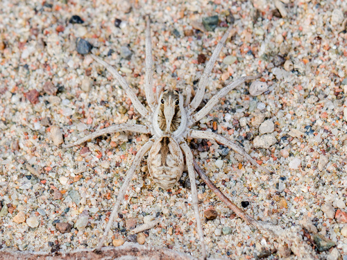 Genus Karakumosa · iNaturalist