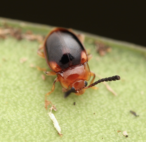 Mycetina cinctipennis · iNaturalist