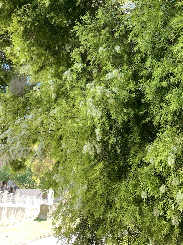 black tea-tree from Mount Albert, Stellenbosch, WC, ZA on November 24 ...