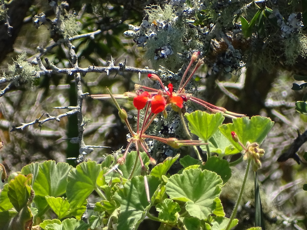 Scented Storksbill from Cacadu, Eastern Cape, South Africa on November ...