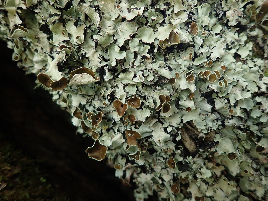 Parmotrema reparatum from Puhi Puhi 7371, New Zealand on November 13 ...