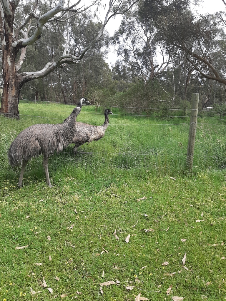 Emu from Bayles on November 06, 2021 at 11:56 AM by katebalcombe ...