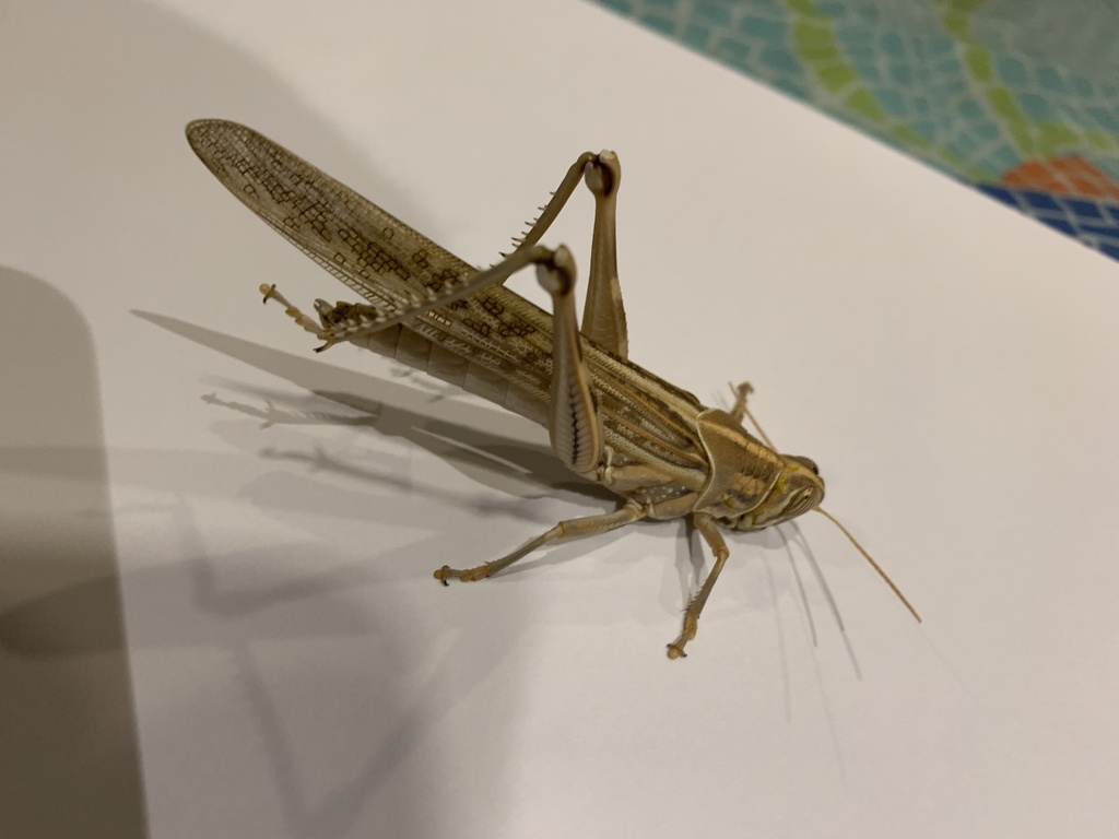 Desert Locust from Jasmine Lane, Thuwal, Makkah, SA on October 26, 2021 ...