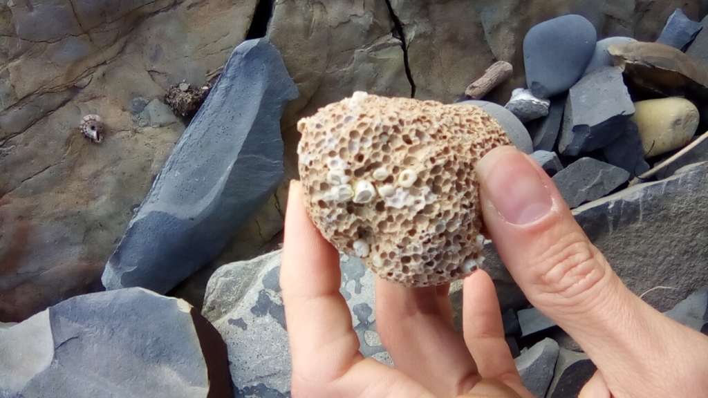 Bay Barnacle from Anapskiy rayon, RU-KD, RU on November 24, 2021 at 02: ...