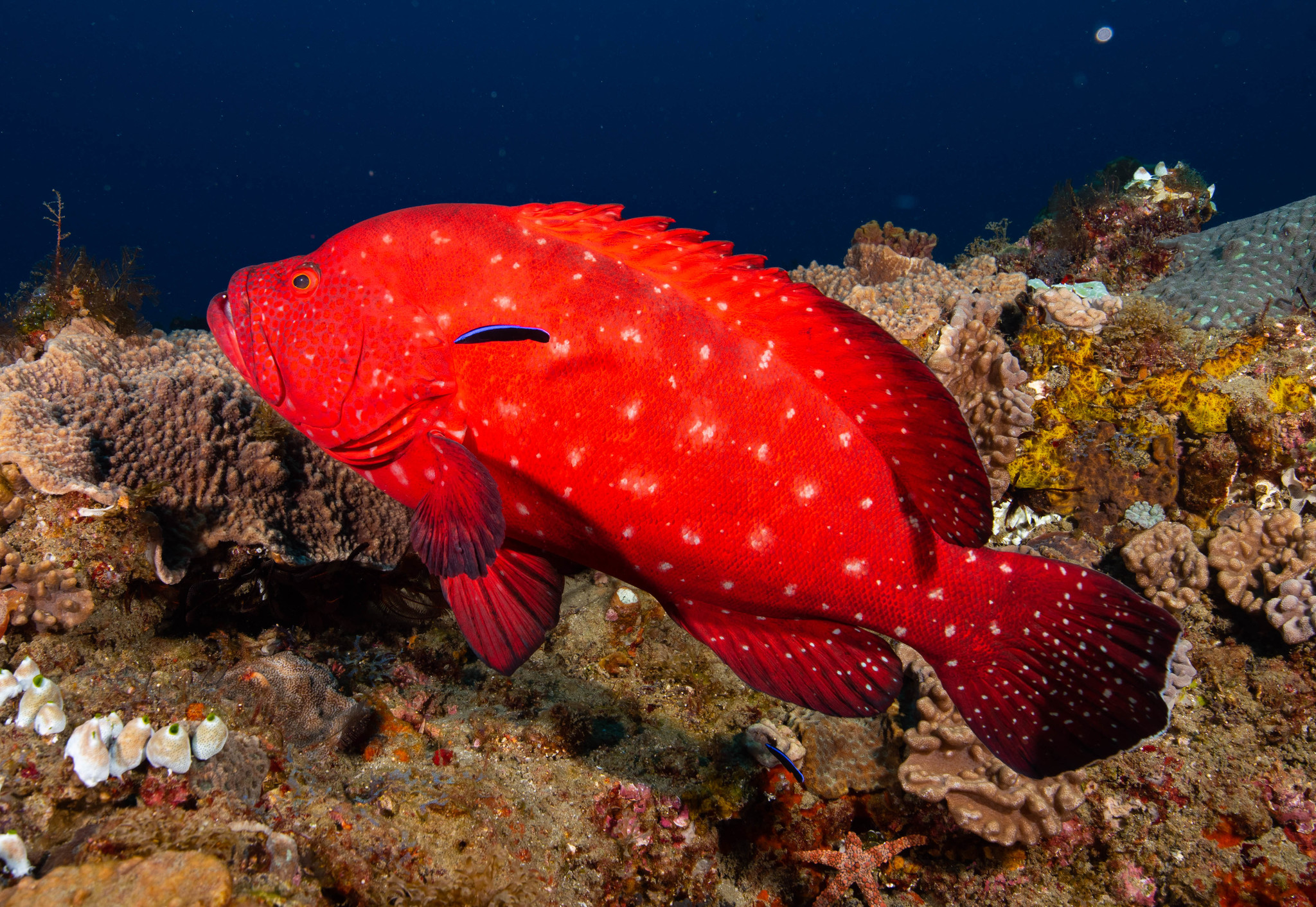 Cephalopholis sonnerati (Valenciennes, 1828)