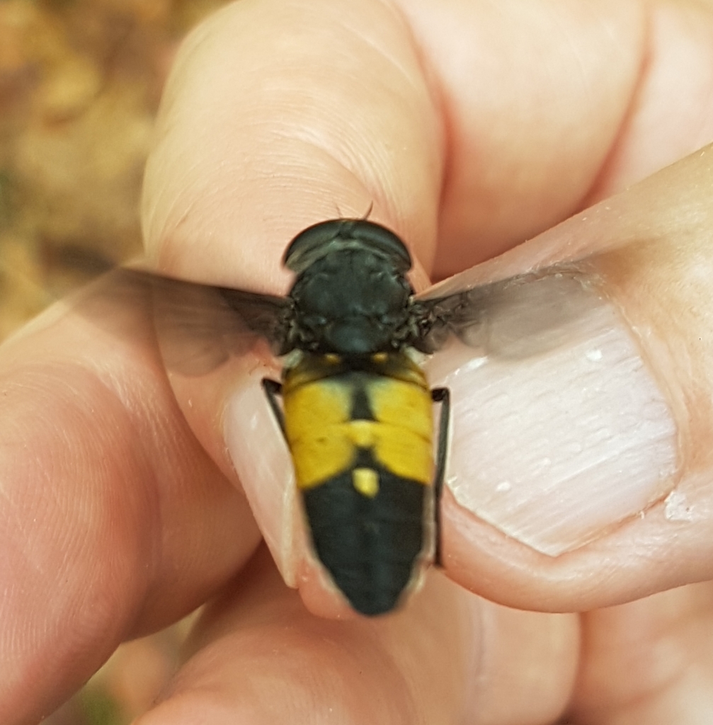Tabanus xanthomelas in November 2021 by steveuk · iNaturalist
