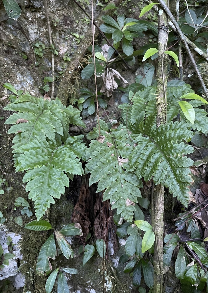Tectaria cicutaria from Puerto Rico, Florida, PR, US on November 23 ...
