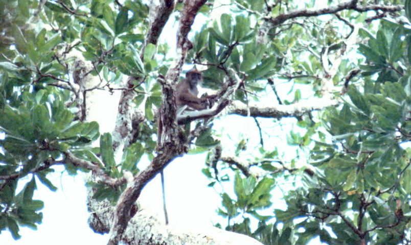 Procolobus verus (van Beneden, 1838)