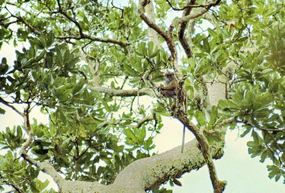 Procolobus verus (van Beneden, 1838)