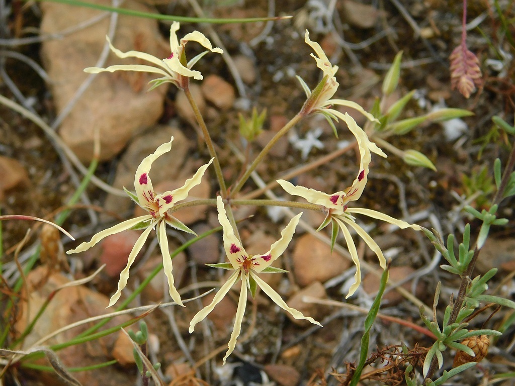 Pelargonium undulatum from Genadendal, 7234, South Africa on November ...