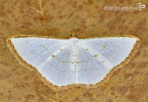Leuciris fimbriaria (INSECTOS UCES ) · iNaturalist