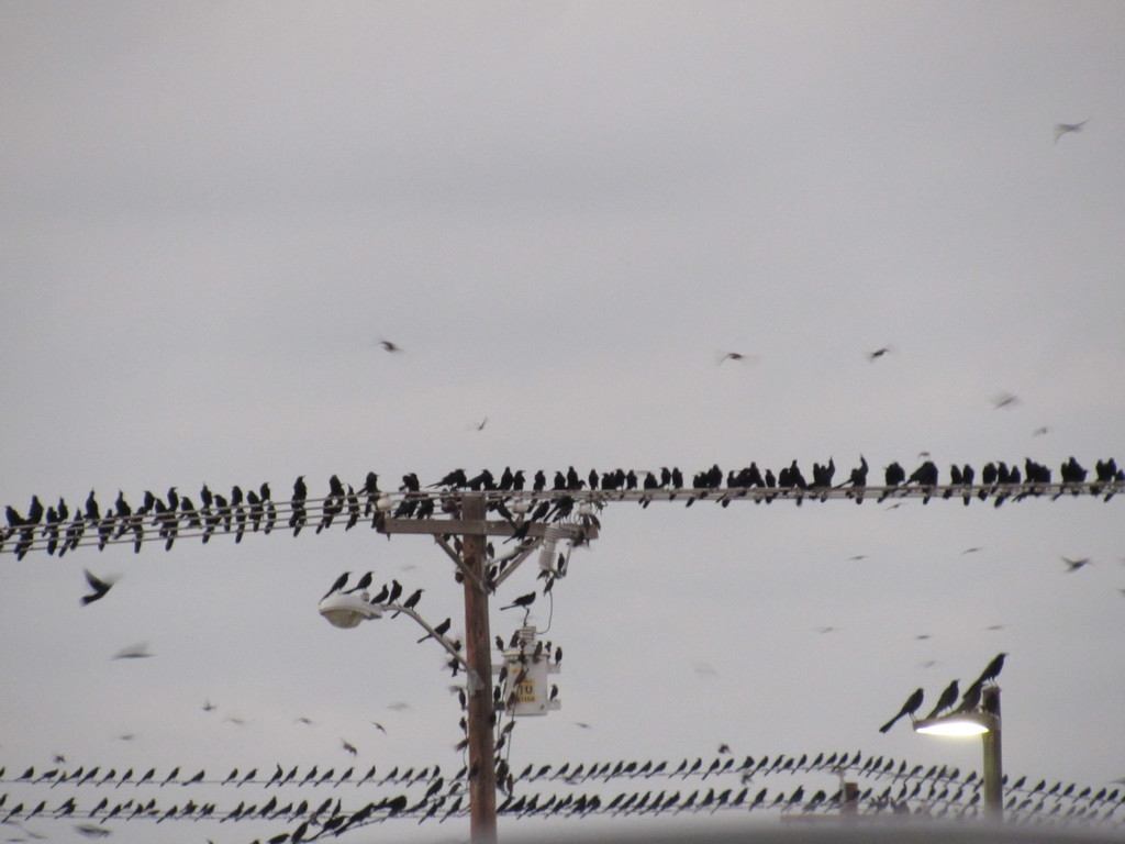 Great-tailed Grackle from McAllen, TX, USA on November 20, 2021 at 06: ...