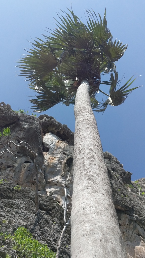 Cayman silver thatch palm (Coccothrinax proctorii) - Botanical Realm