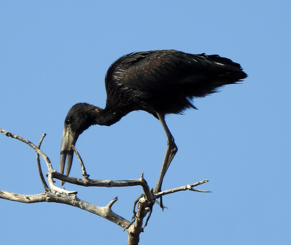 African Openbill (Enseleni Nature Reserve - Animals) · iNaturalist