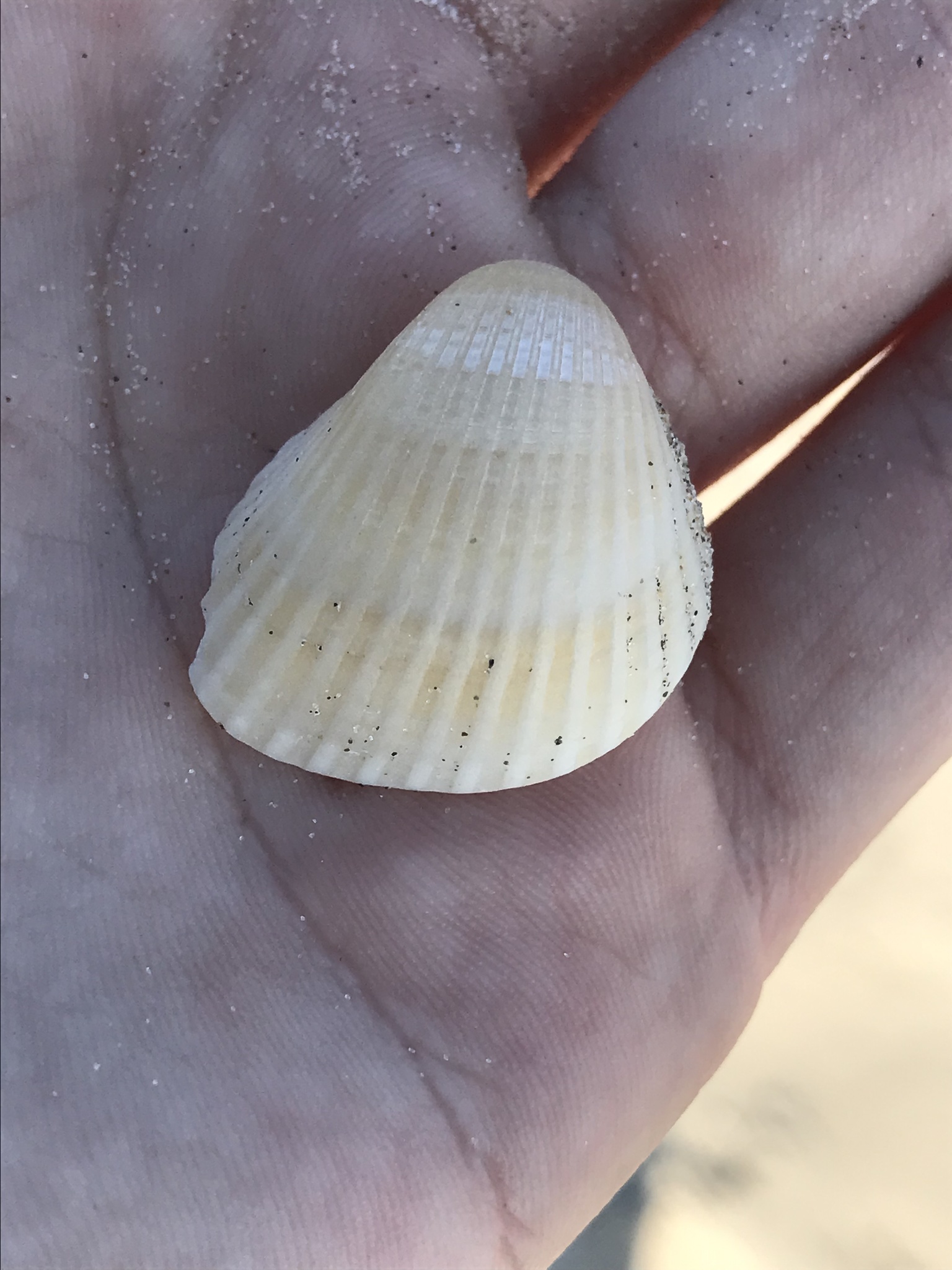 Anadara chemnitzii (Philippi, 1851)