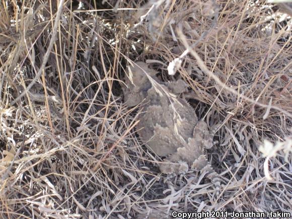 Desert Horned Lizard in August 2011 by Jonathan Hakim. Observed by Ted ...