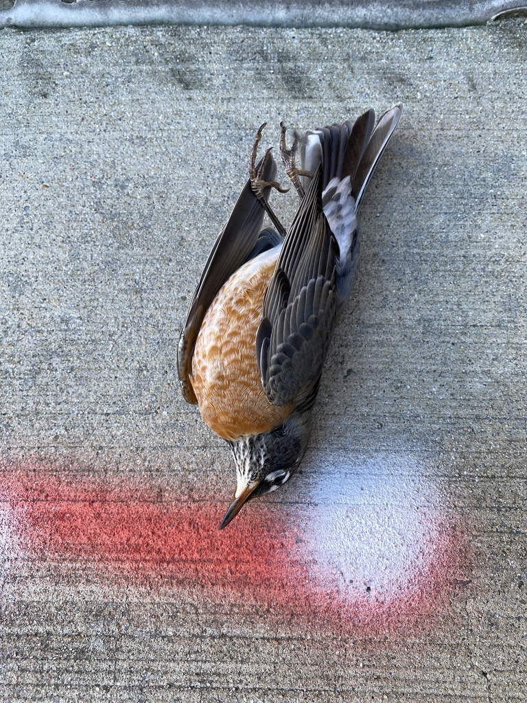 American Robin from NC State University, Raleigh, NC, US on November 24 ...
