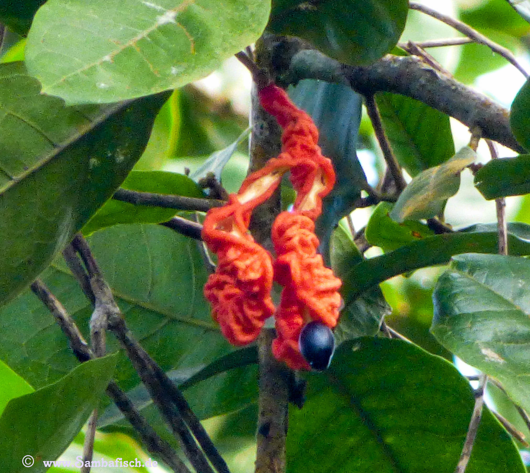 Cojoba rufescens (Benth.) Britton & Rose