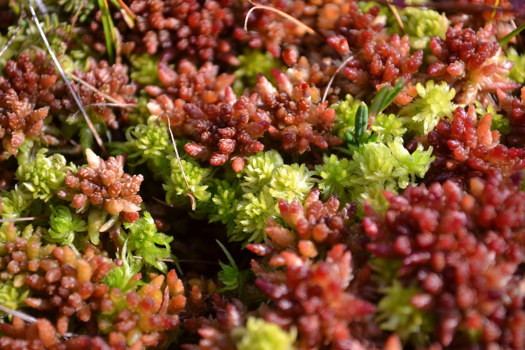 Magellanic Peatmoss (Sphagnum magellanicum) - Botanical Realm