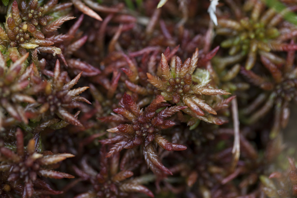 Magellanic Peatmoss (Sphagnum magellanicum) - Botanical Realm