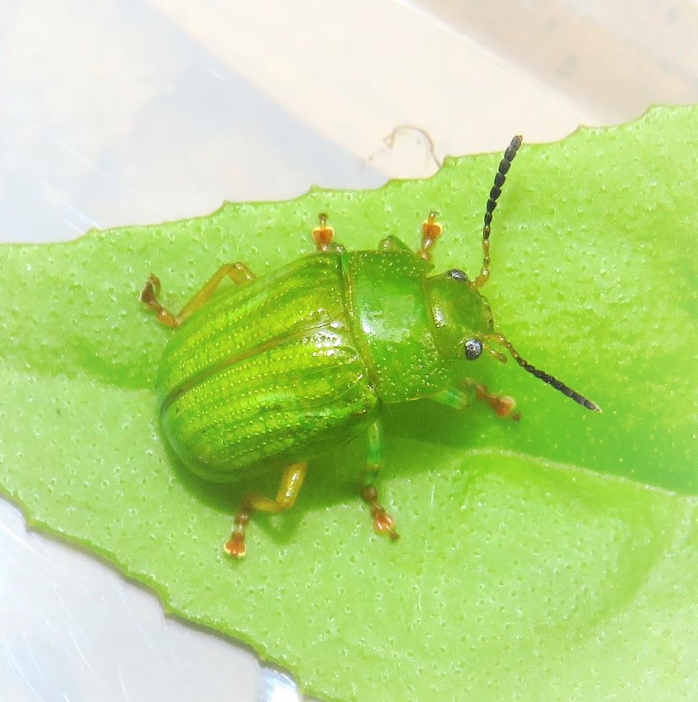 Calomela pallida from Bermagui NSW 2546, Australia on November 23, 2021 ...